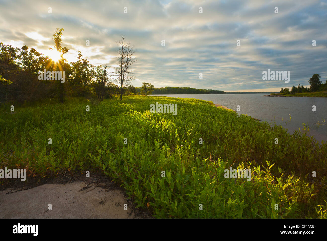 Sunrise Over A Verdant Lake Shore In The Canadian Shield; Pinawa ...