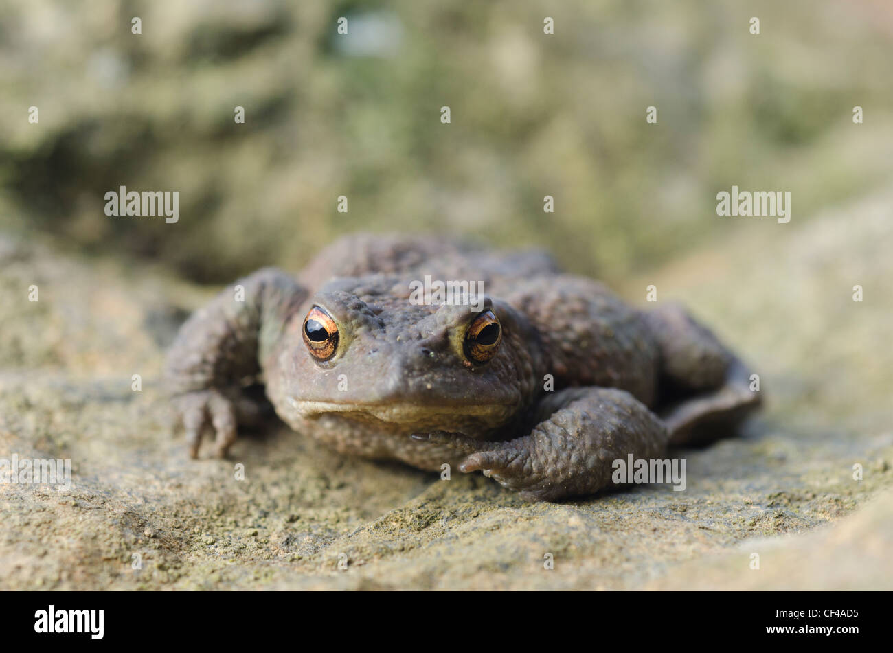 Common toad on rock Stock Photo - Alamy