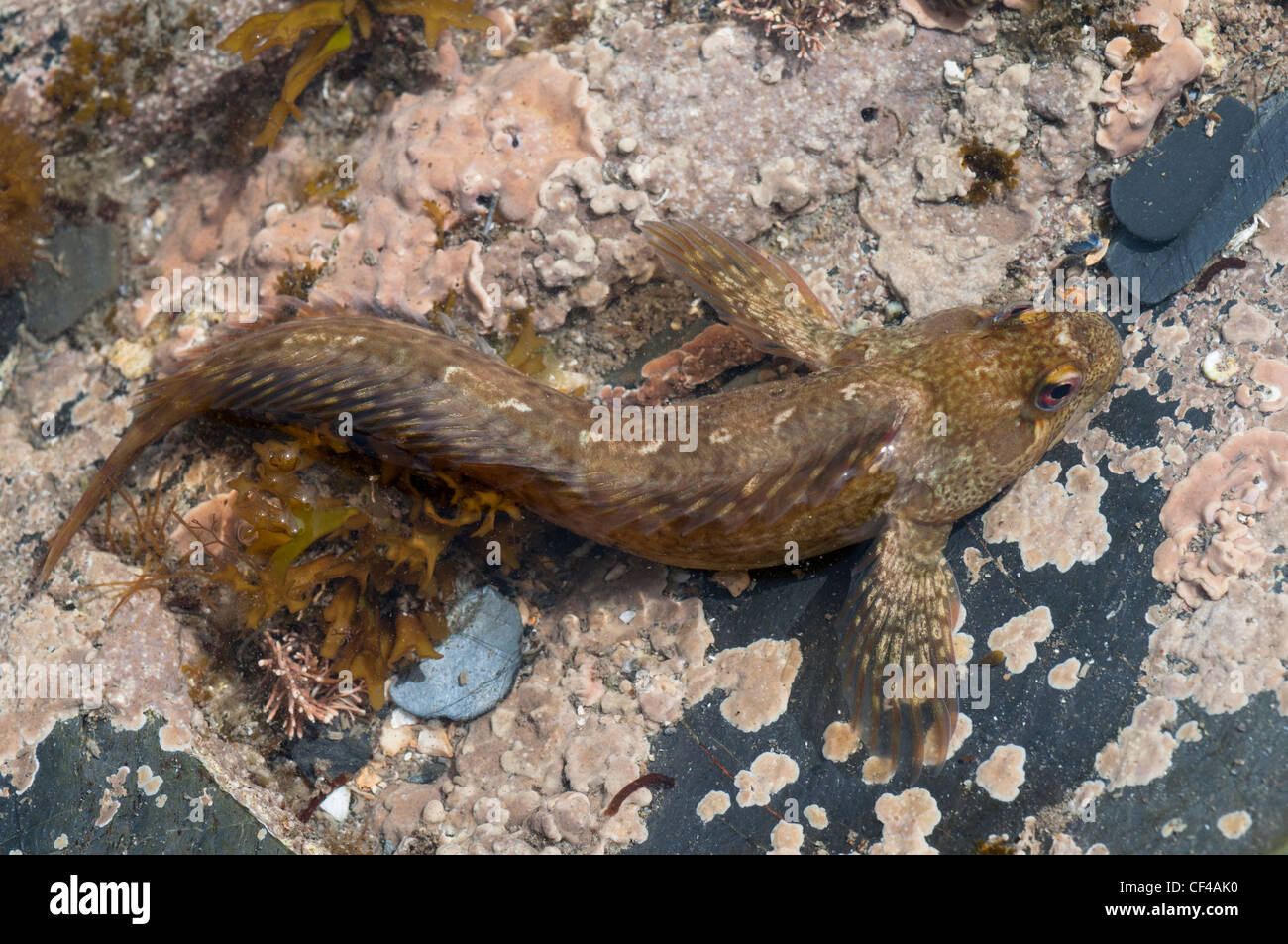 Shanny hi-res stock photography and images - Alamy