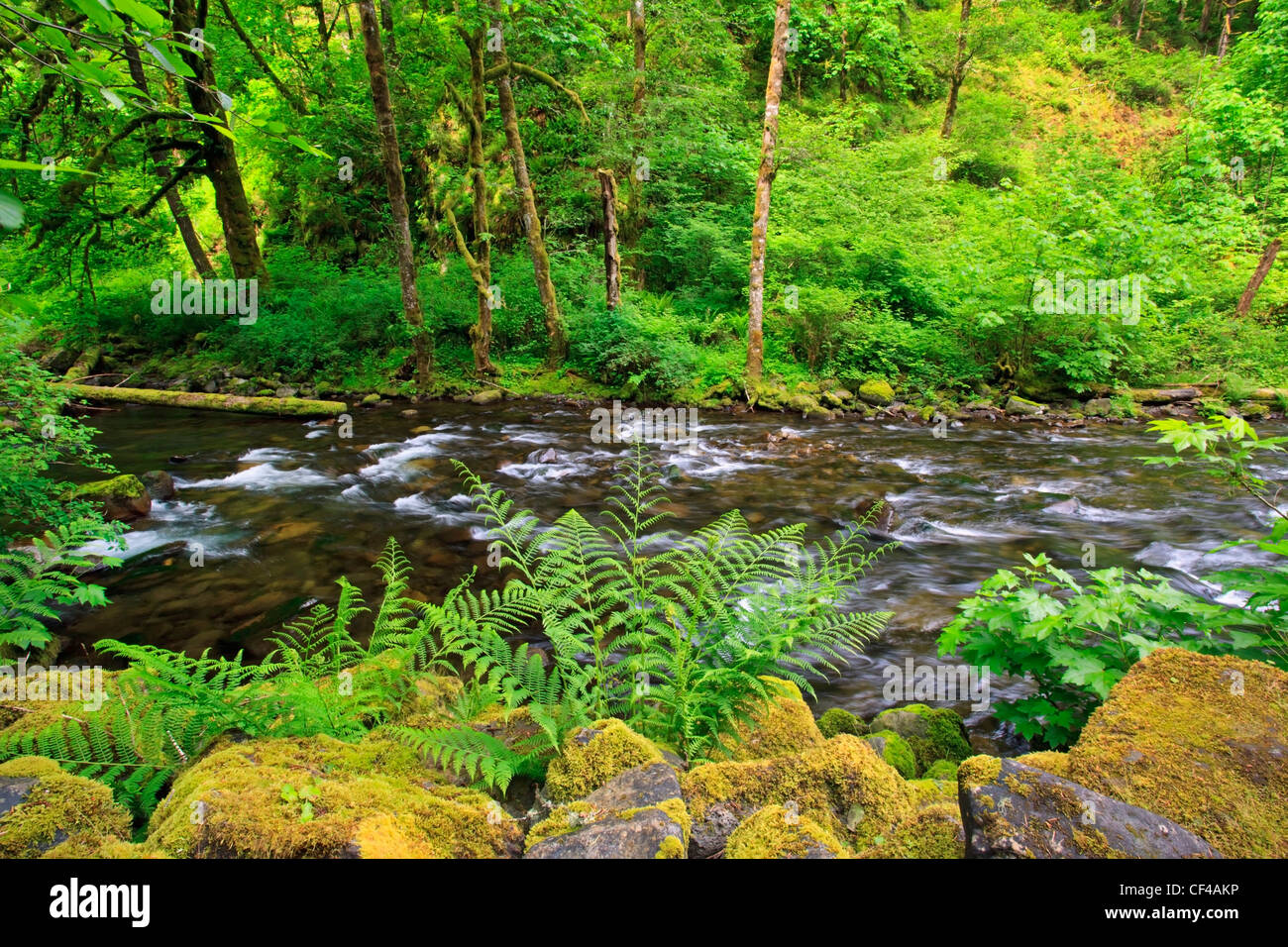 Tanner Creek In Columbia River Gorge National Scenic Area In The ...