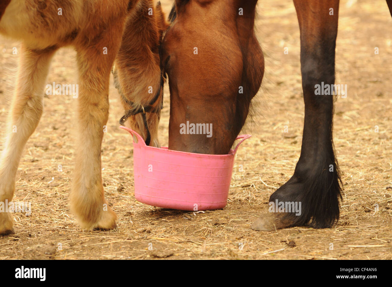 Mare and foal eating from the same food bucket Stock Photo - Alamy
