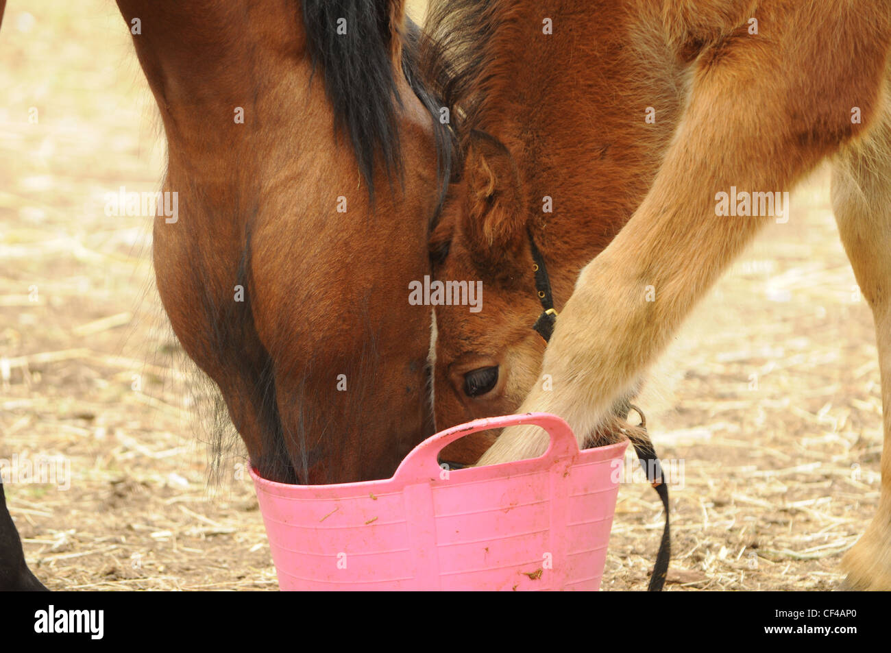 Mare and foal sharing food Stock Photo - Alamy