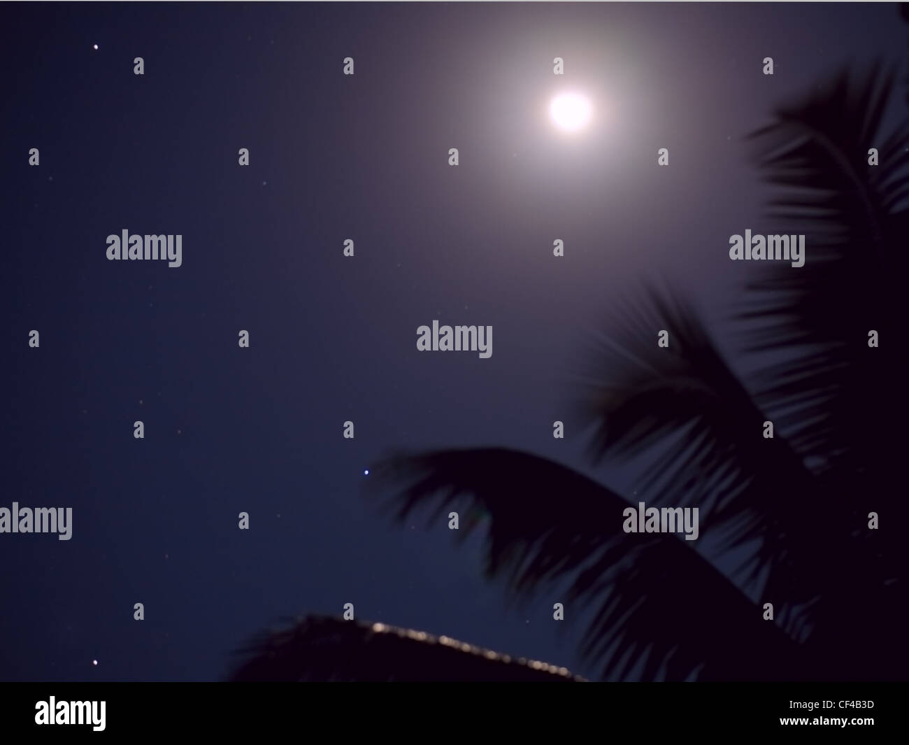 Night background moon tree hi-res stock photography and images - Alamy