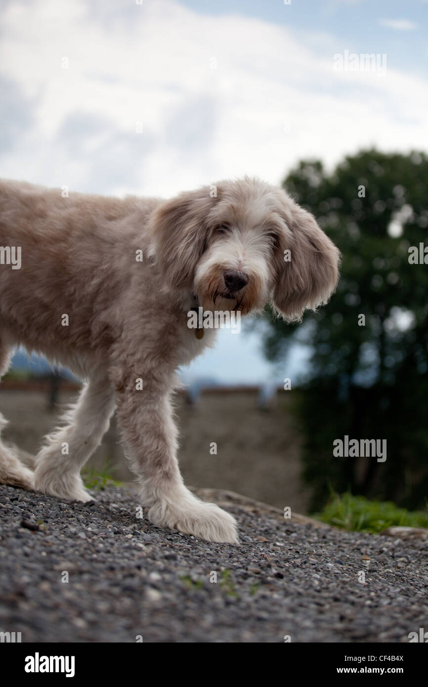 Cute furry dog Stock Photo - Alamy
