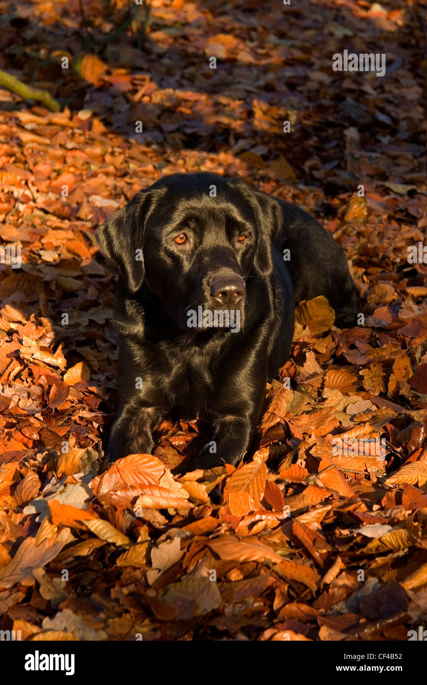 Black Labrador dog in Autumn leaves Stock Photo - Alamy