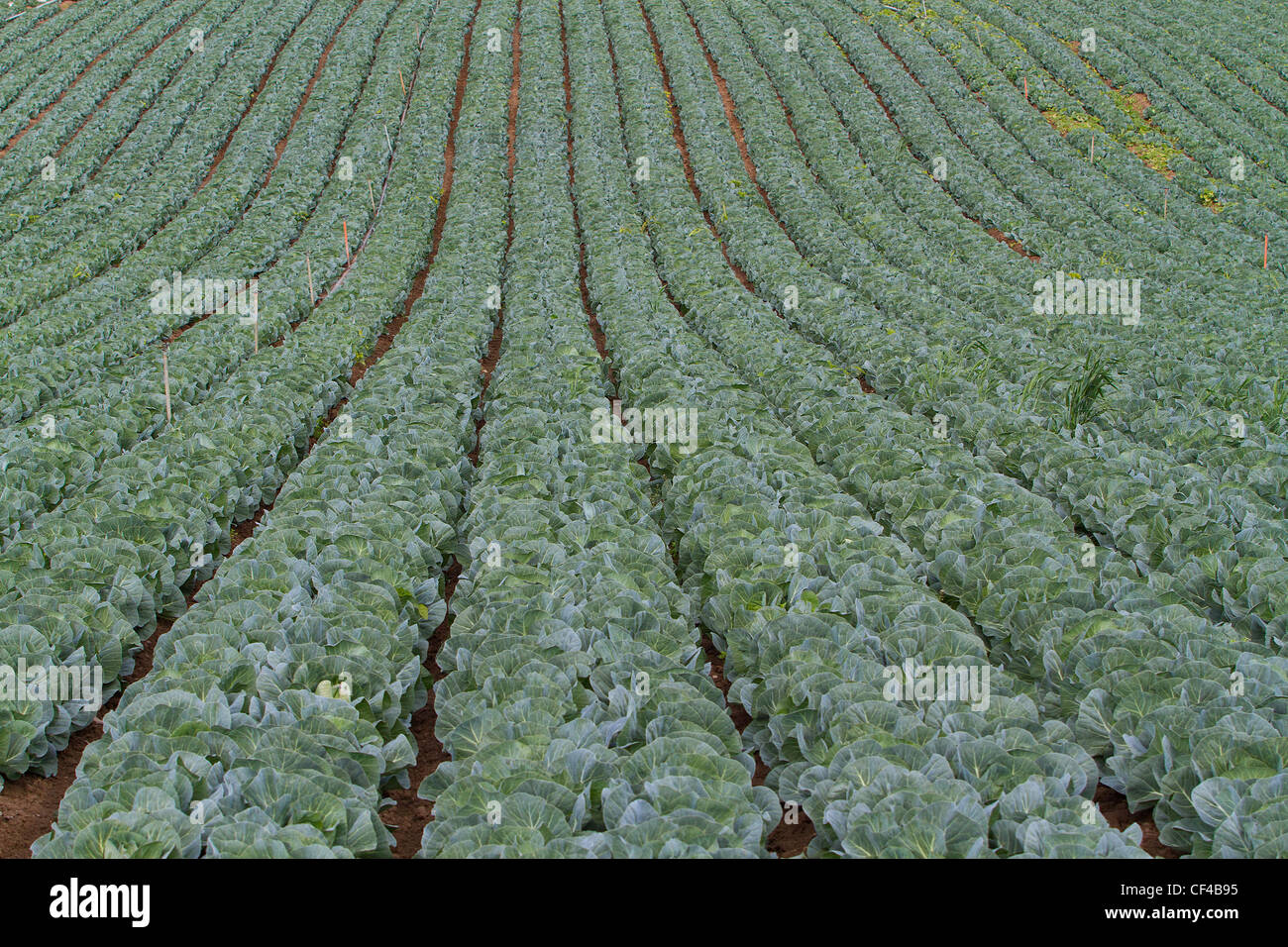 Cabbage patch field hi-res stock photography and images - Alamy