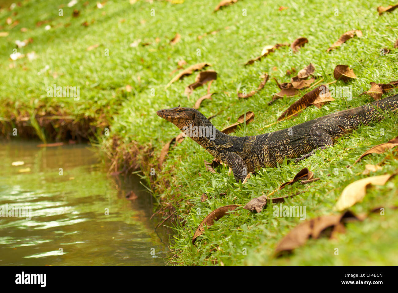 Closeup of monitor lizard on green grass beside pond - Varanus portrait ...