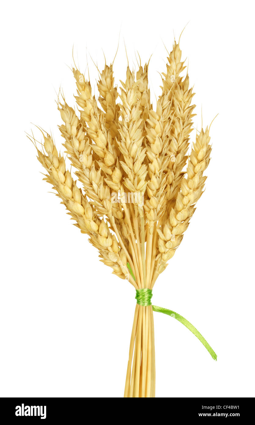 Wheat stems isolated on a white background Stock Photo - Alamy
