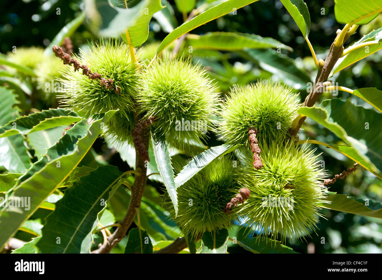 green chestnut tree in summer Stock Photo - Alamy