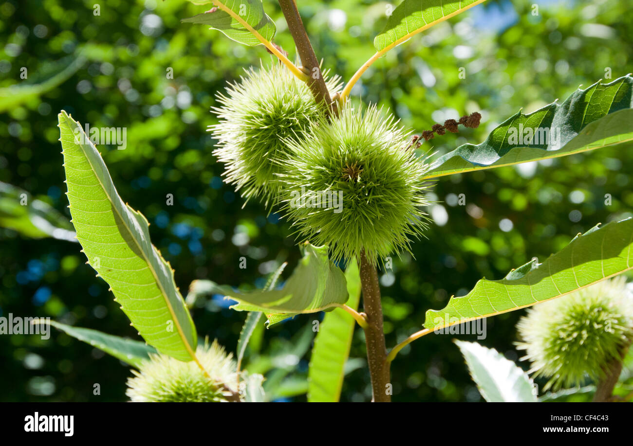 green chestnut tree in summer Stock Photo - Alamy
