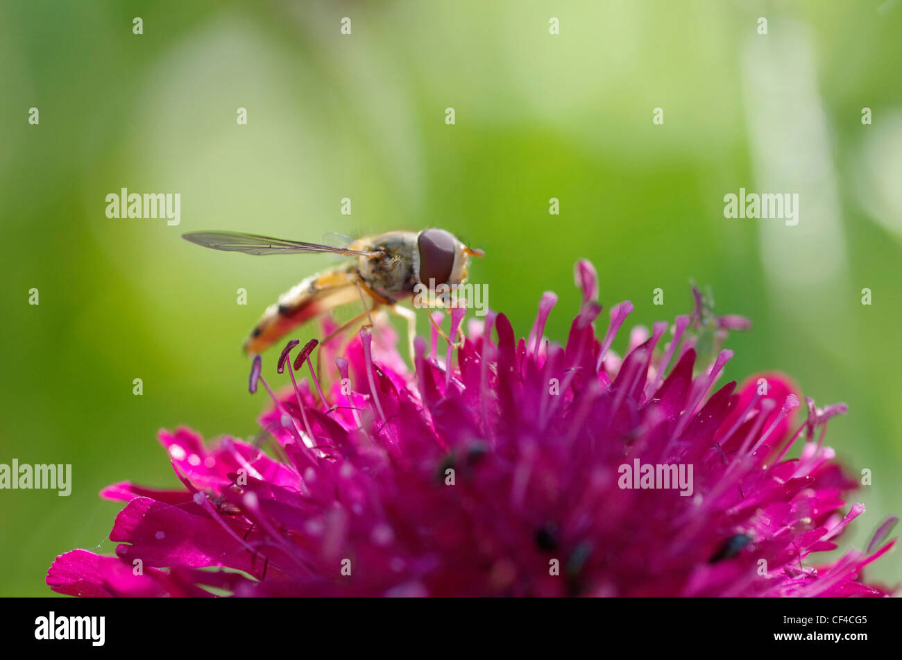 A hover fly feeding on Knautia macedonica, Devon, England, UK Stock ...