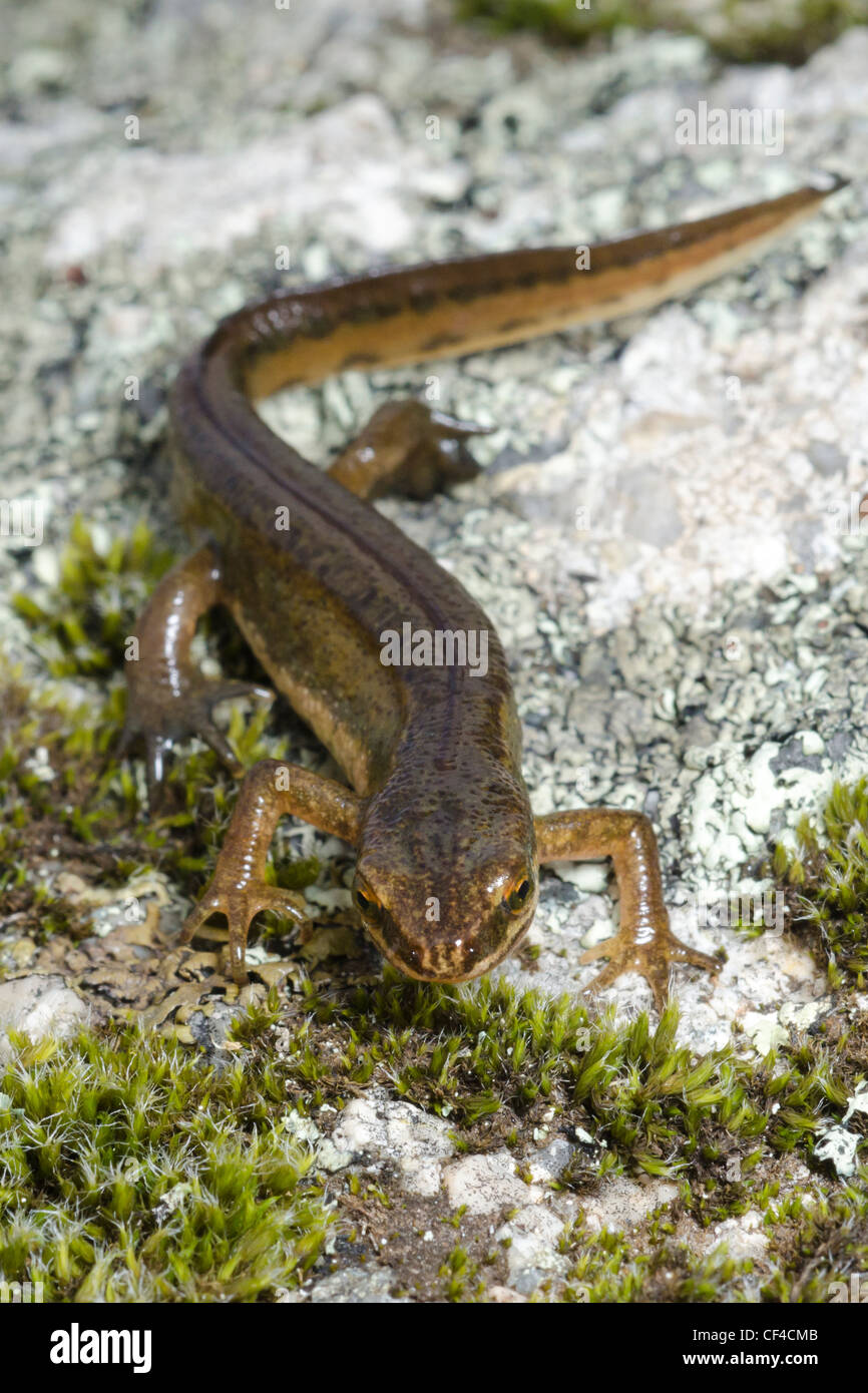 Newt hi-res stock photography and images - Alamy