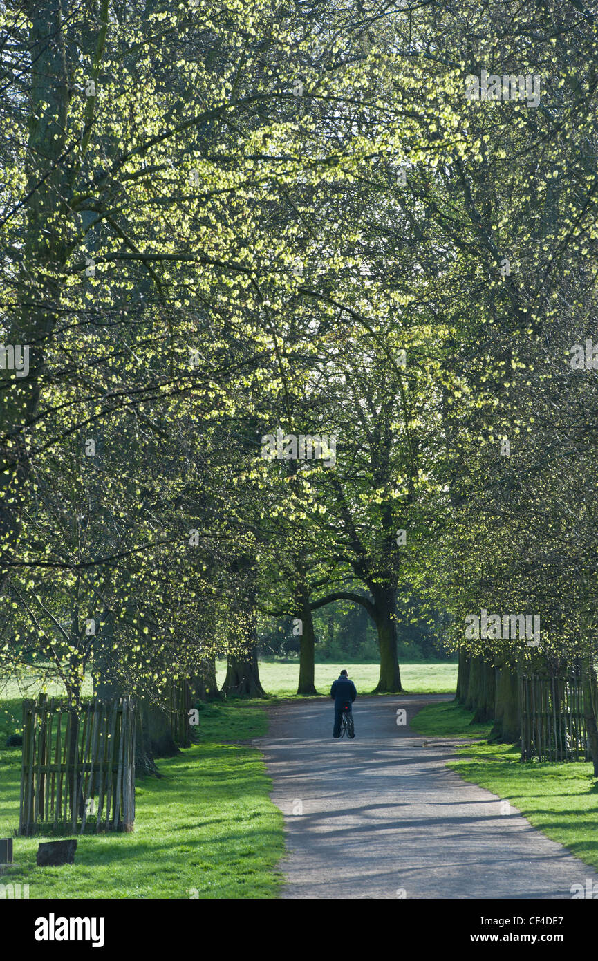 Tree lined pathway through park Stock Photo - Alamy