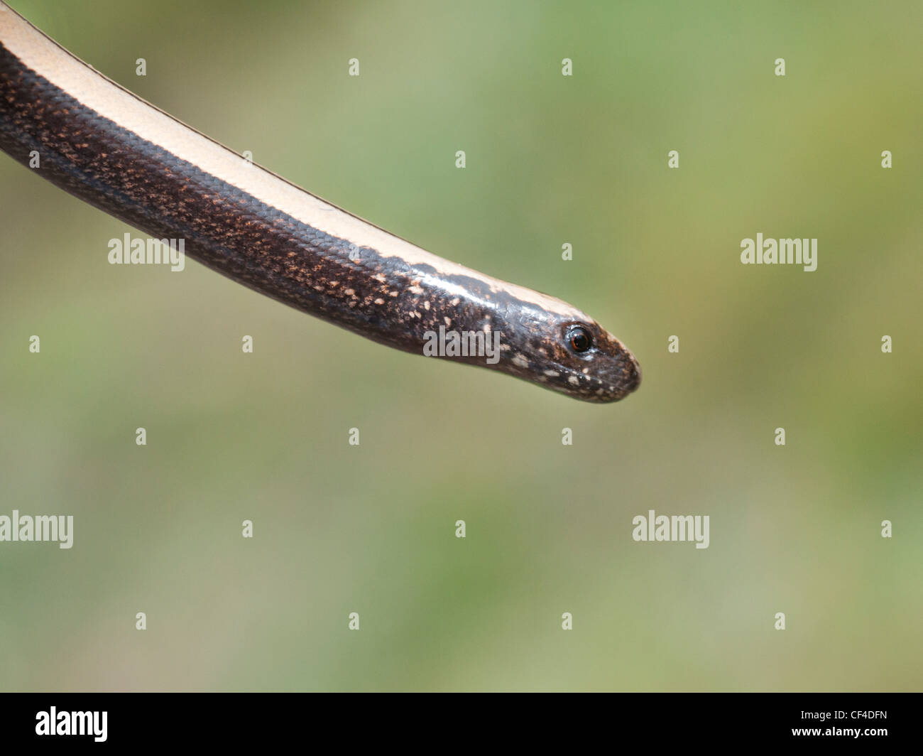 Young slow worm Stock Photo - Alamy
