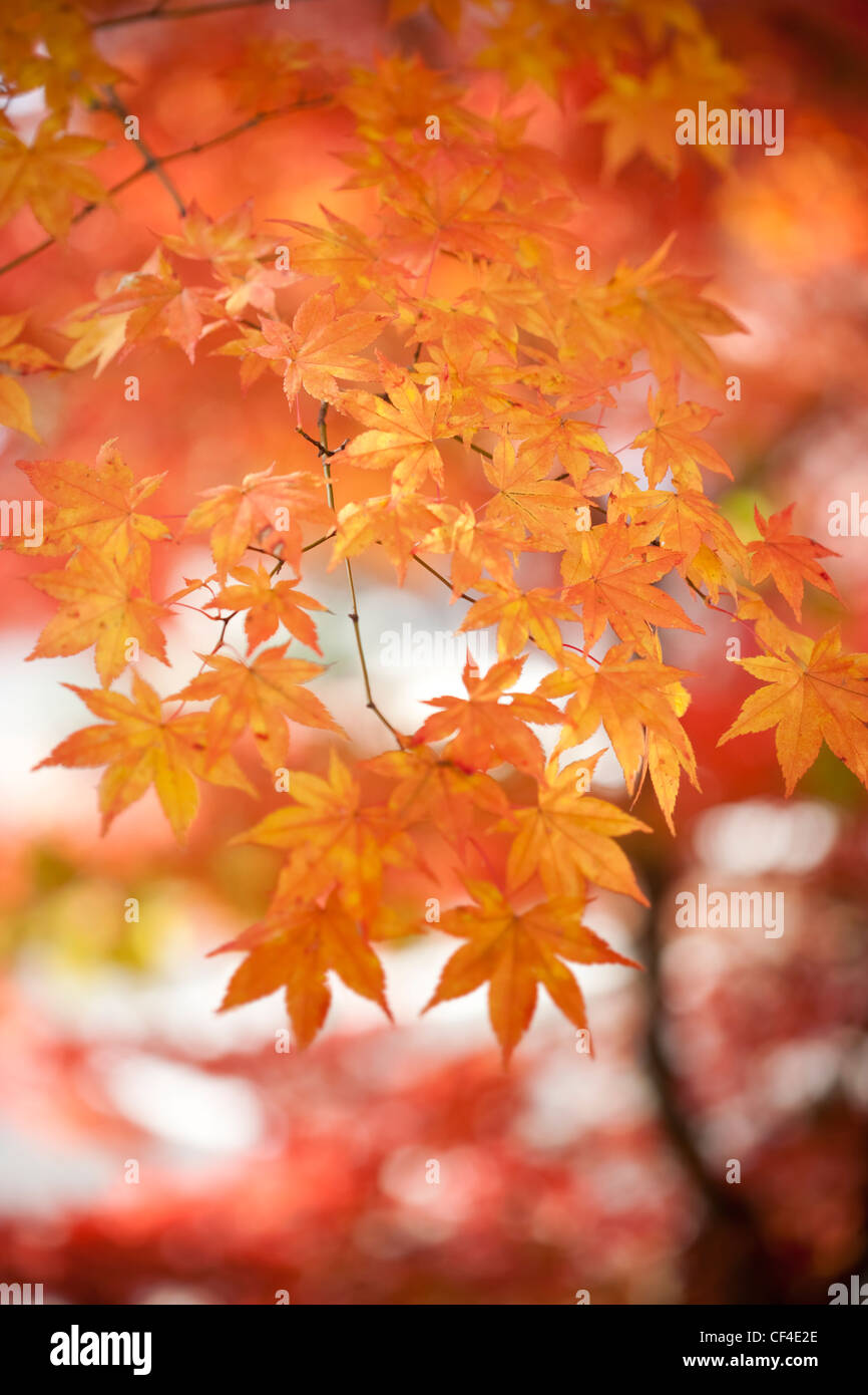Japanese Maple Tree In Autumn; Honshu Japan Stock Photo - Alamy