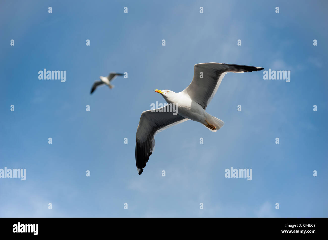 Seagulls in flight Stock Photo - Alamy