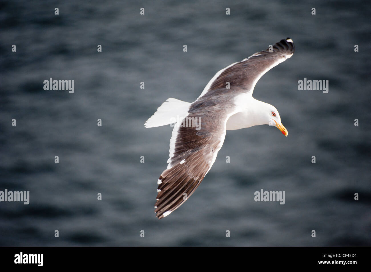 Seagulls in flight Stock Photo - Alamy