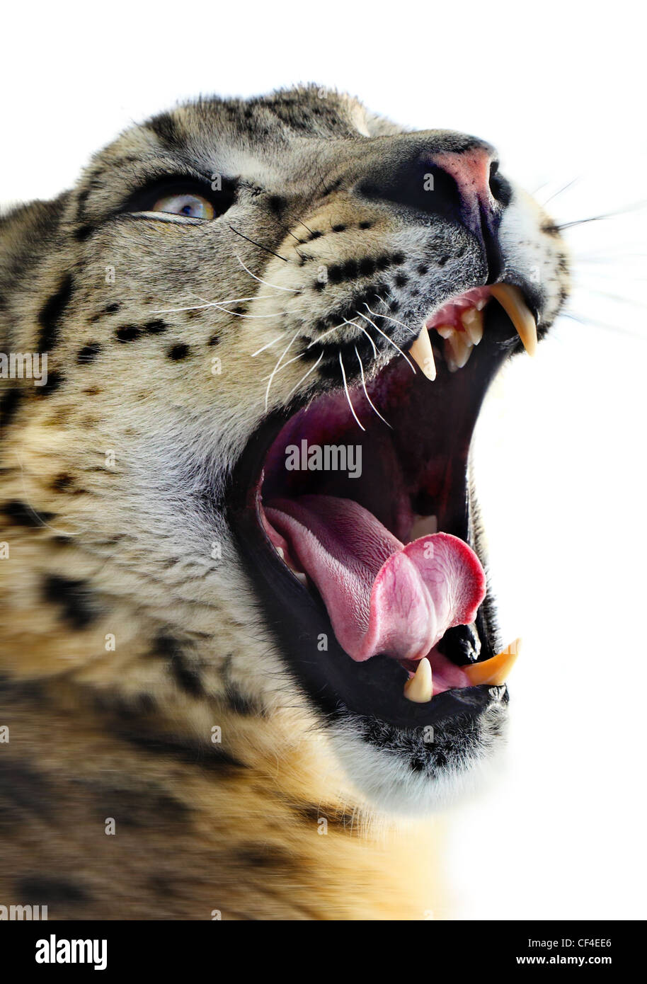Angry snow leopard hi-res stock photography and images - Alamy