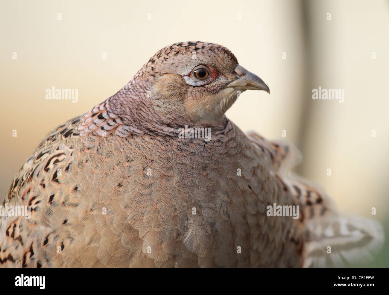 British game bird hi-res stock photography and images - Alamy