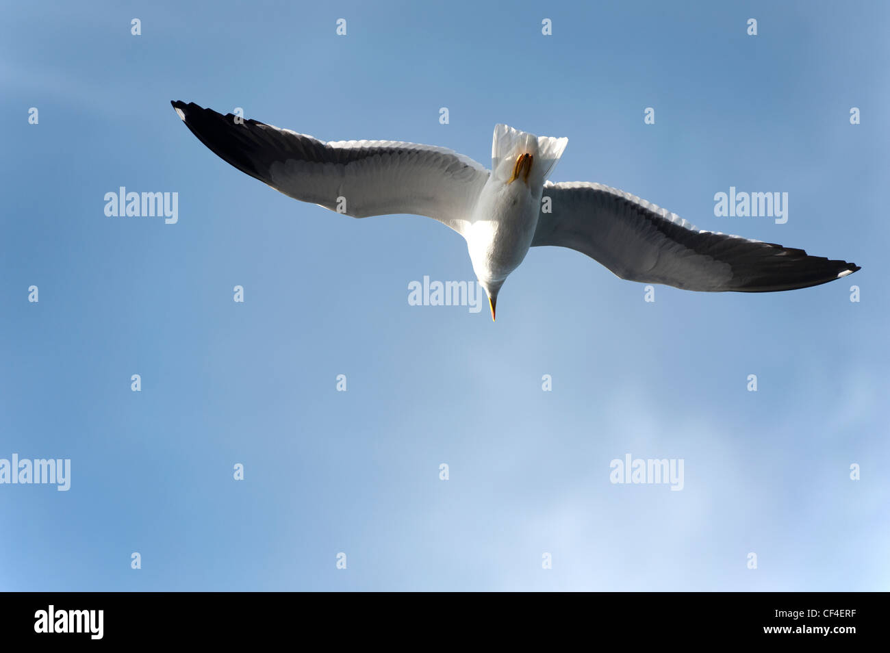 Seagulls in flight Stock Photo - Alamy
