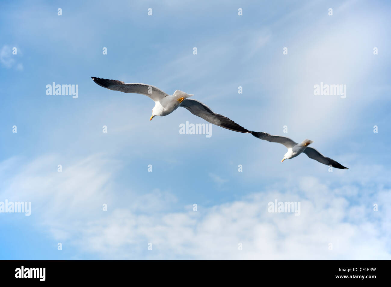 Seagulls in flight Stock Photo - Alamy