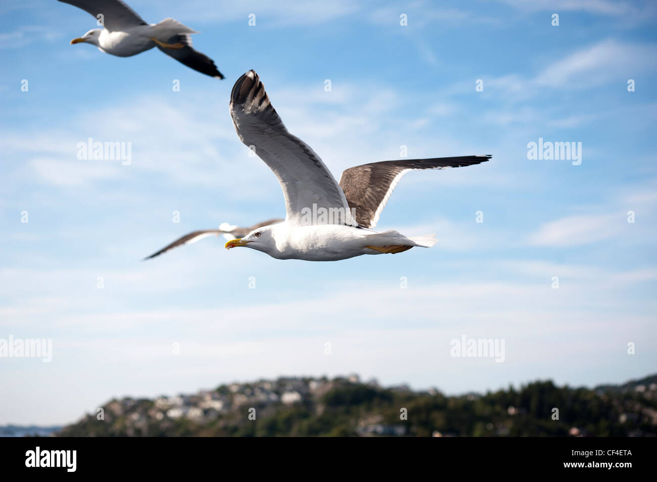 Seagulls in flight Stock Photo - Alamy