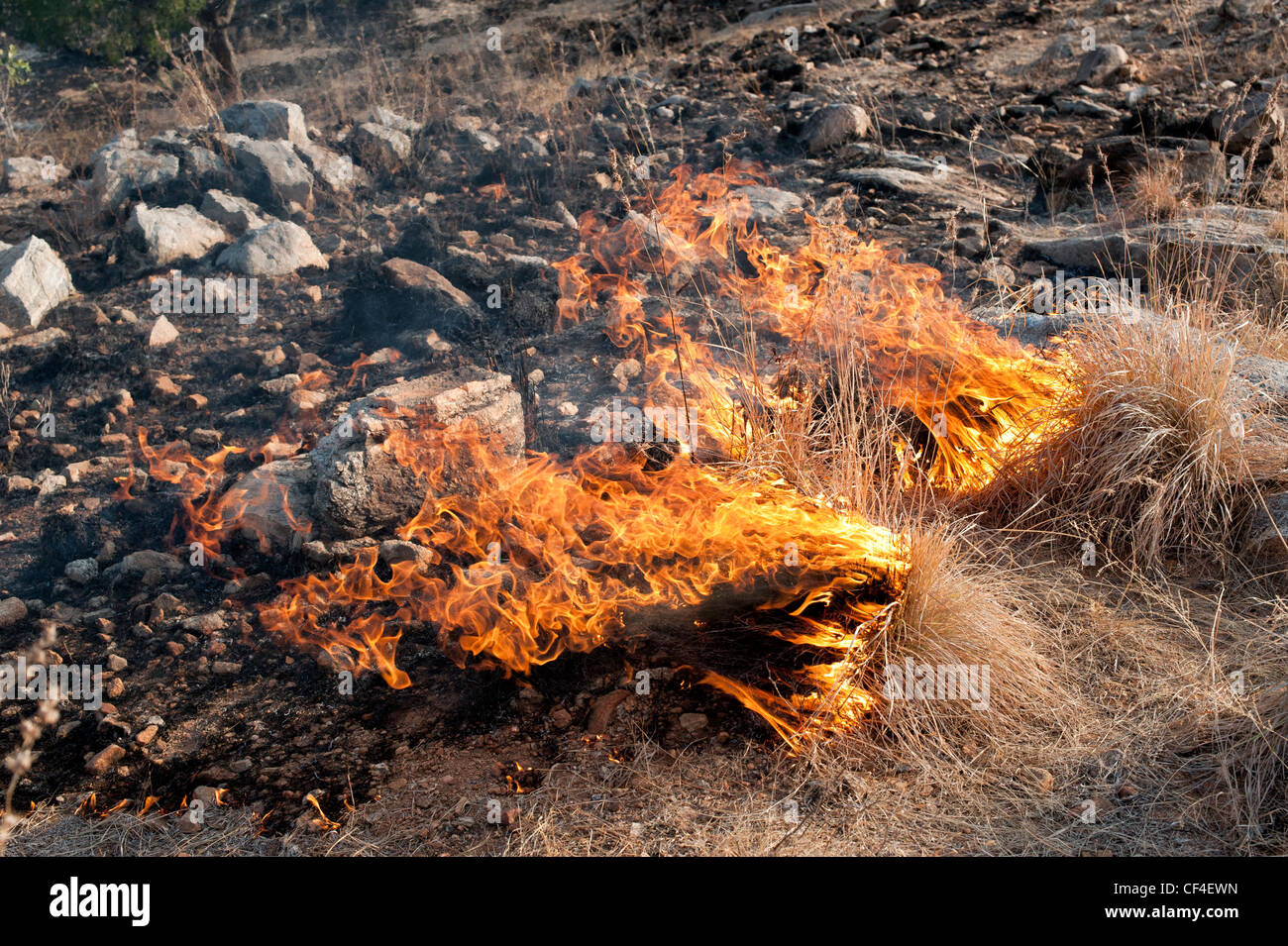 Bush fire flames in indian hi-res stock photography and images - Alamy
