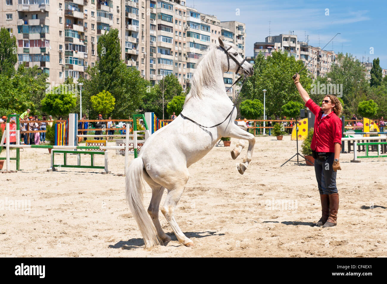Bucharest, Romania - 31 May 2009. Trainer and his white stallion ...