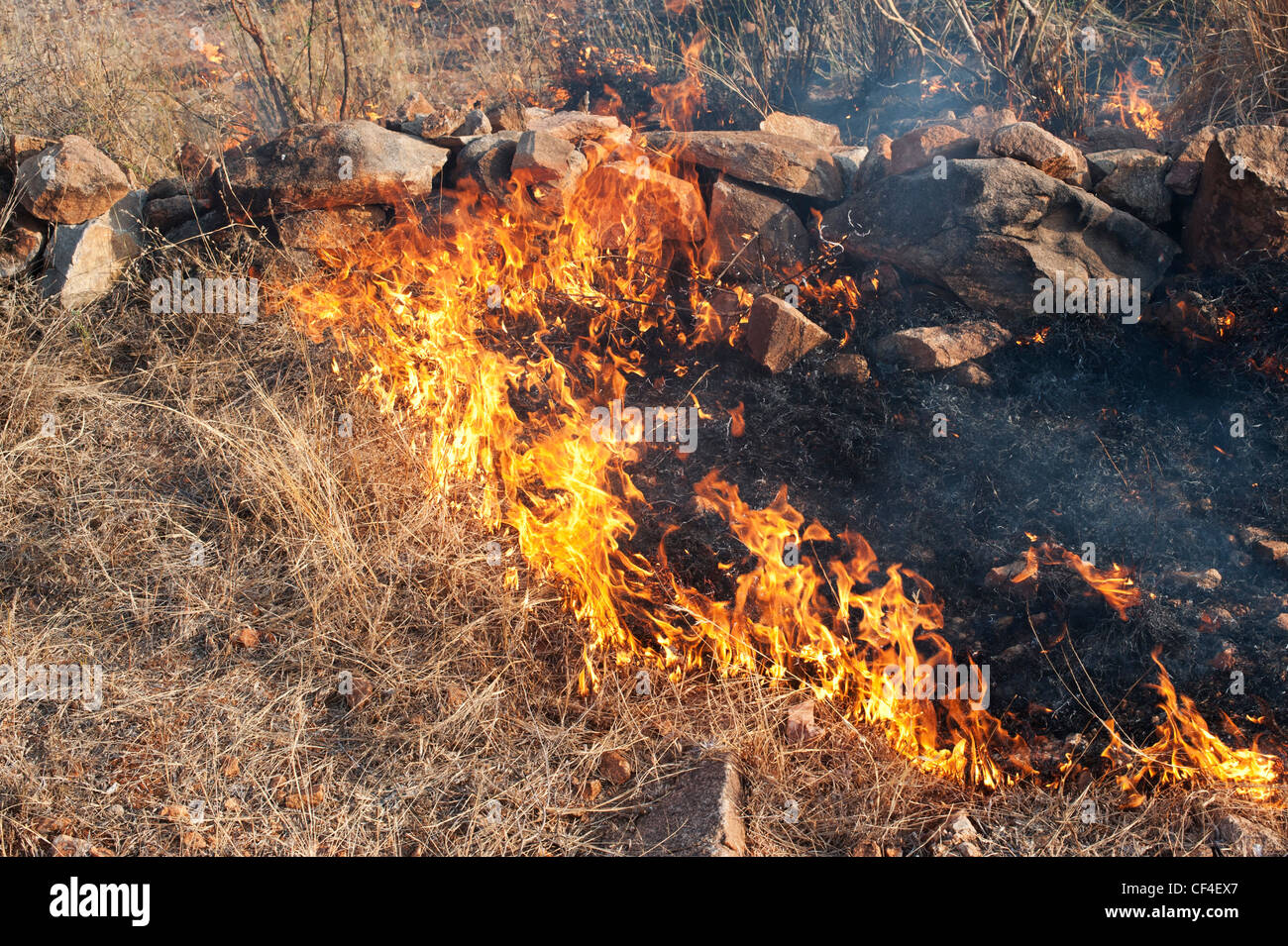 Bush fire flames in the indian countryside Stock Photo - Alamy