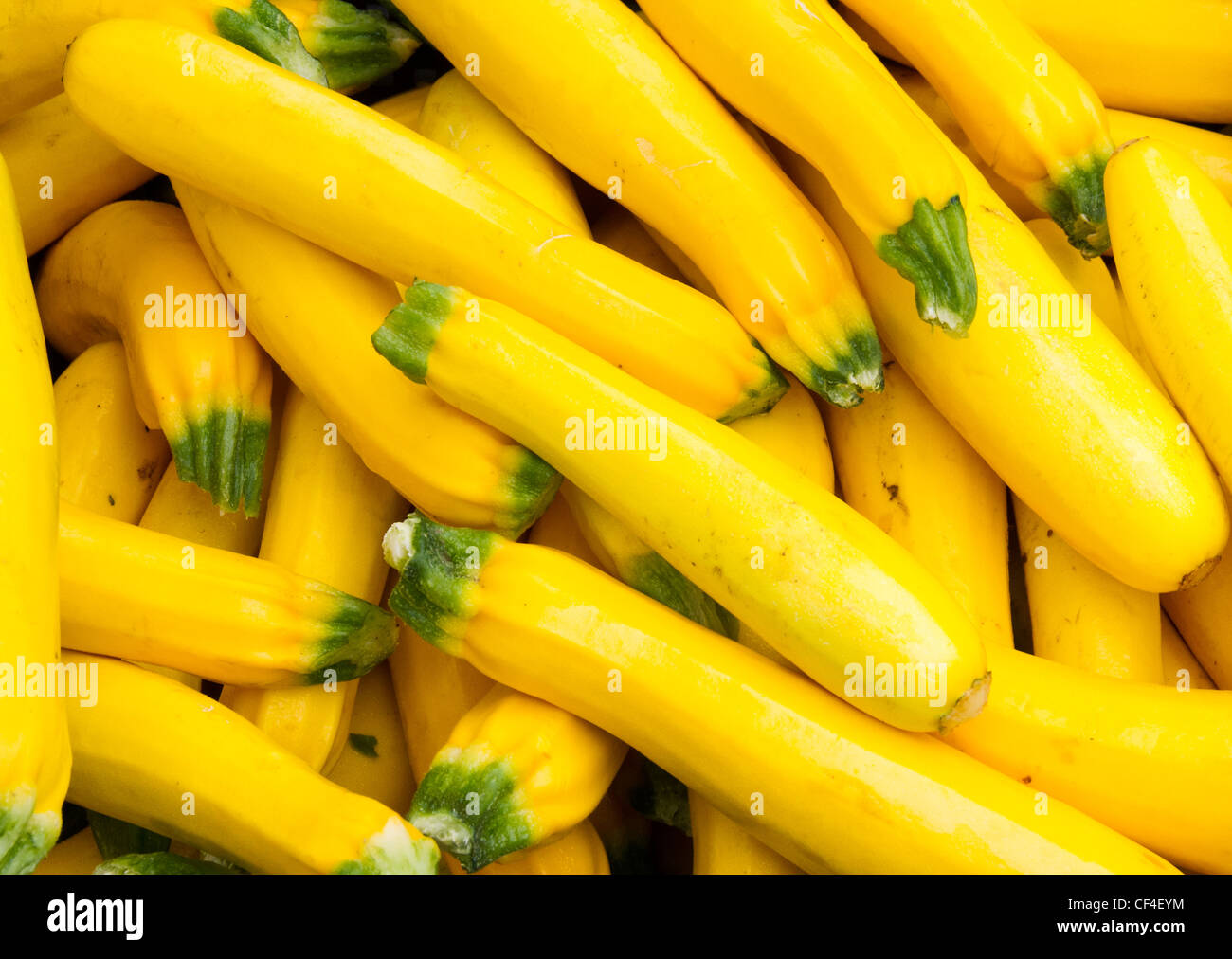Freshly picked colorful yellow squash on display at the farmers market ...