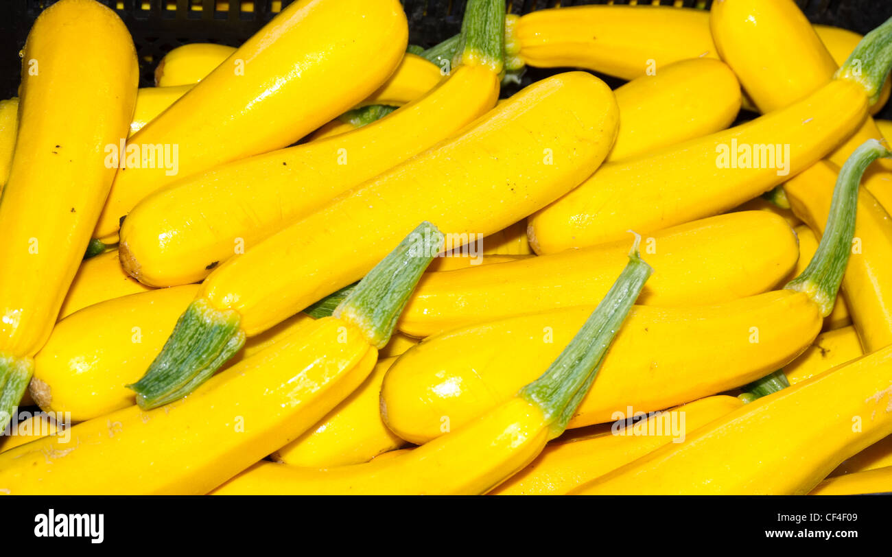 Freshly harvested yellow squash on display at the farmer's market Stock ...