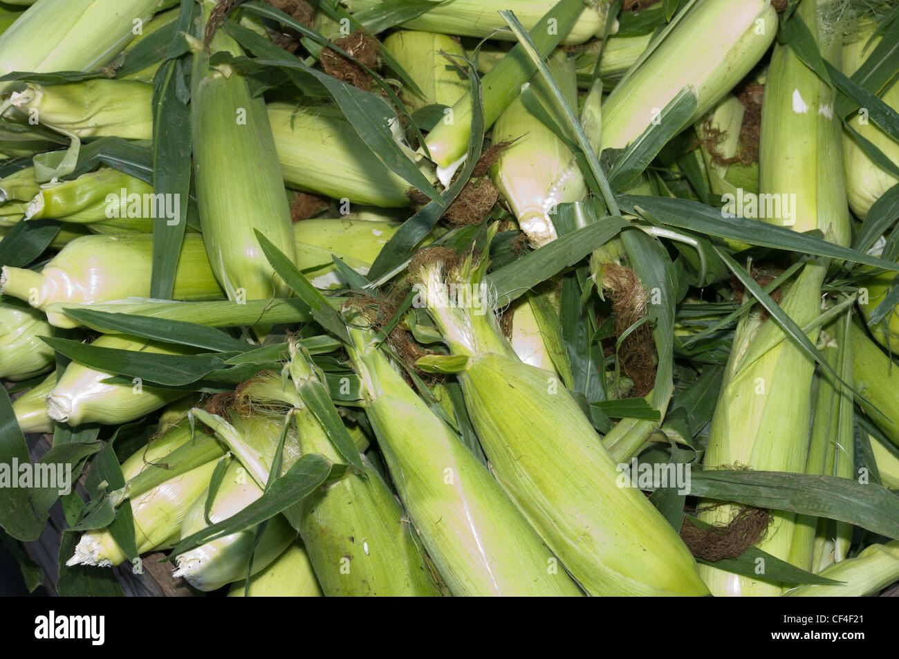 Freshly harvested sweet corn in the husk on display at the farmer's ...