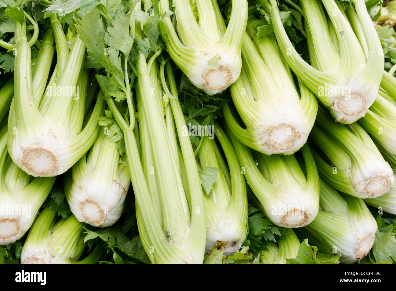 Freshly harvested green celery stalks on display at the farmers market ...