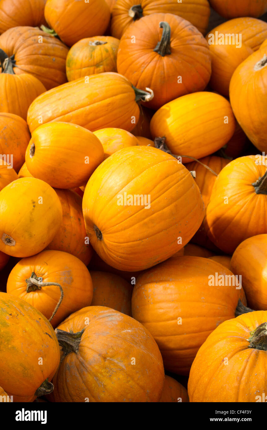 A huge pile of fresh picked pumpkins is ready for display as jack o ...