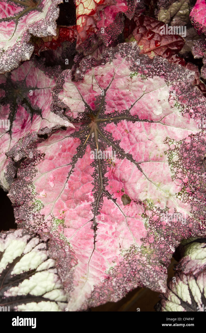 A red rex begonia leaf with intricate color patterns Stock Photo - Alamy