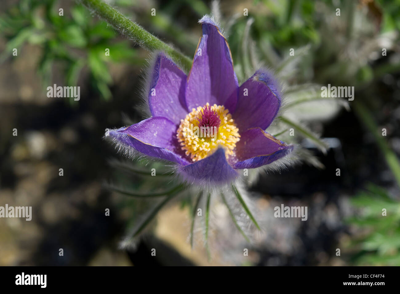 Pulsatilla halleri flower Stock Photo - Alamy