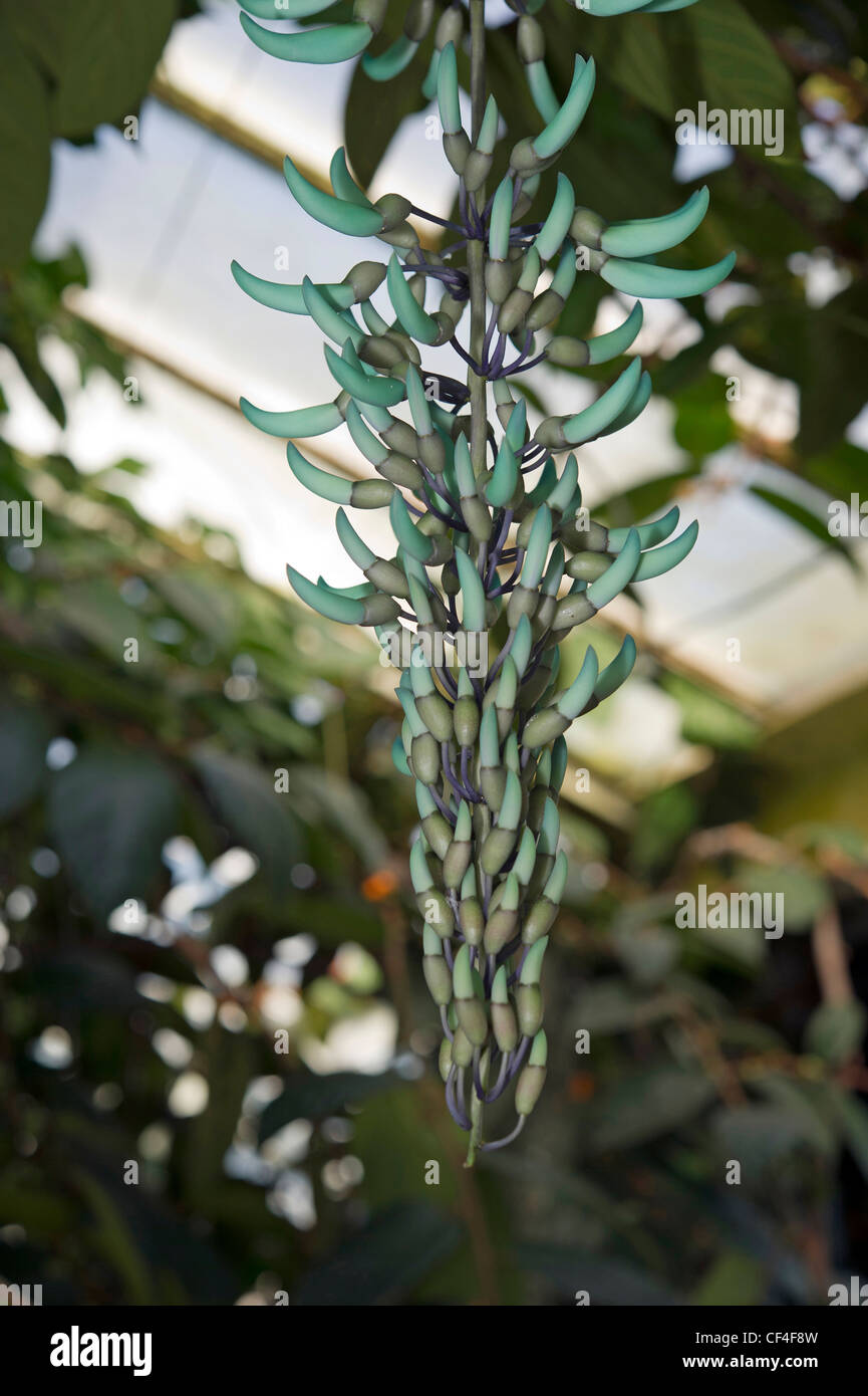 "Jade Vine" strongylodon macrobotrys flowers Stock Photo - Alamy