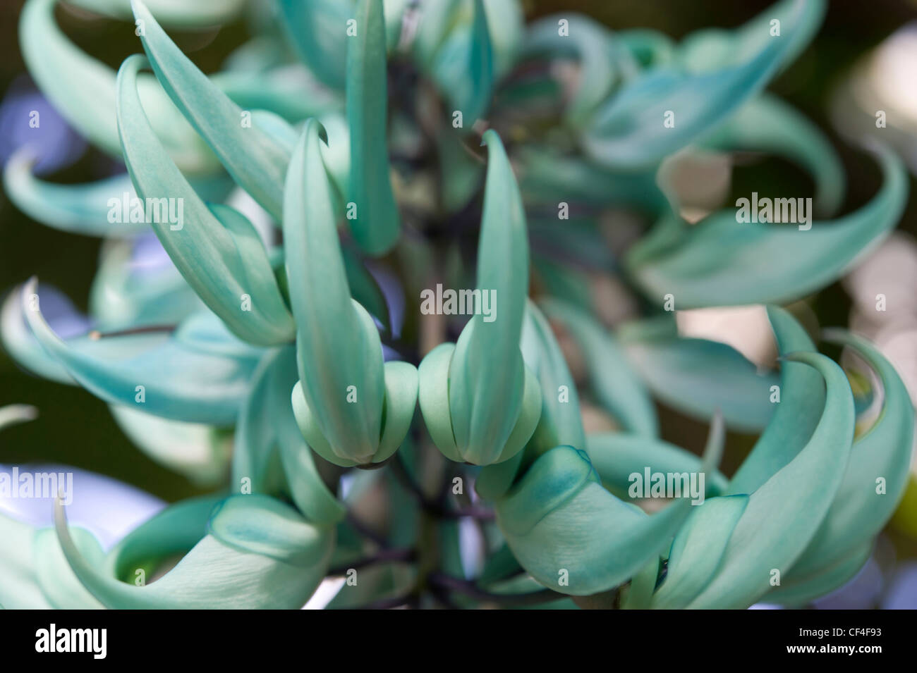 Strongylodon macrobotrys hi-res stock photography and images - Alamy