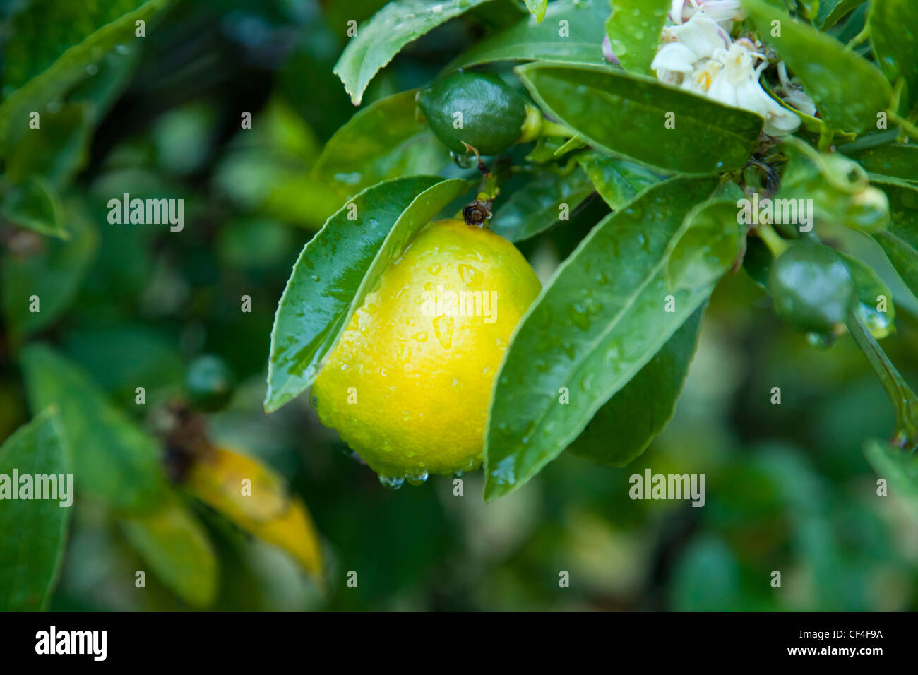 Lemon tree flowers hi-res stock photography and images - Alamy