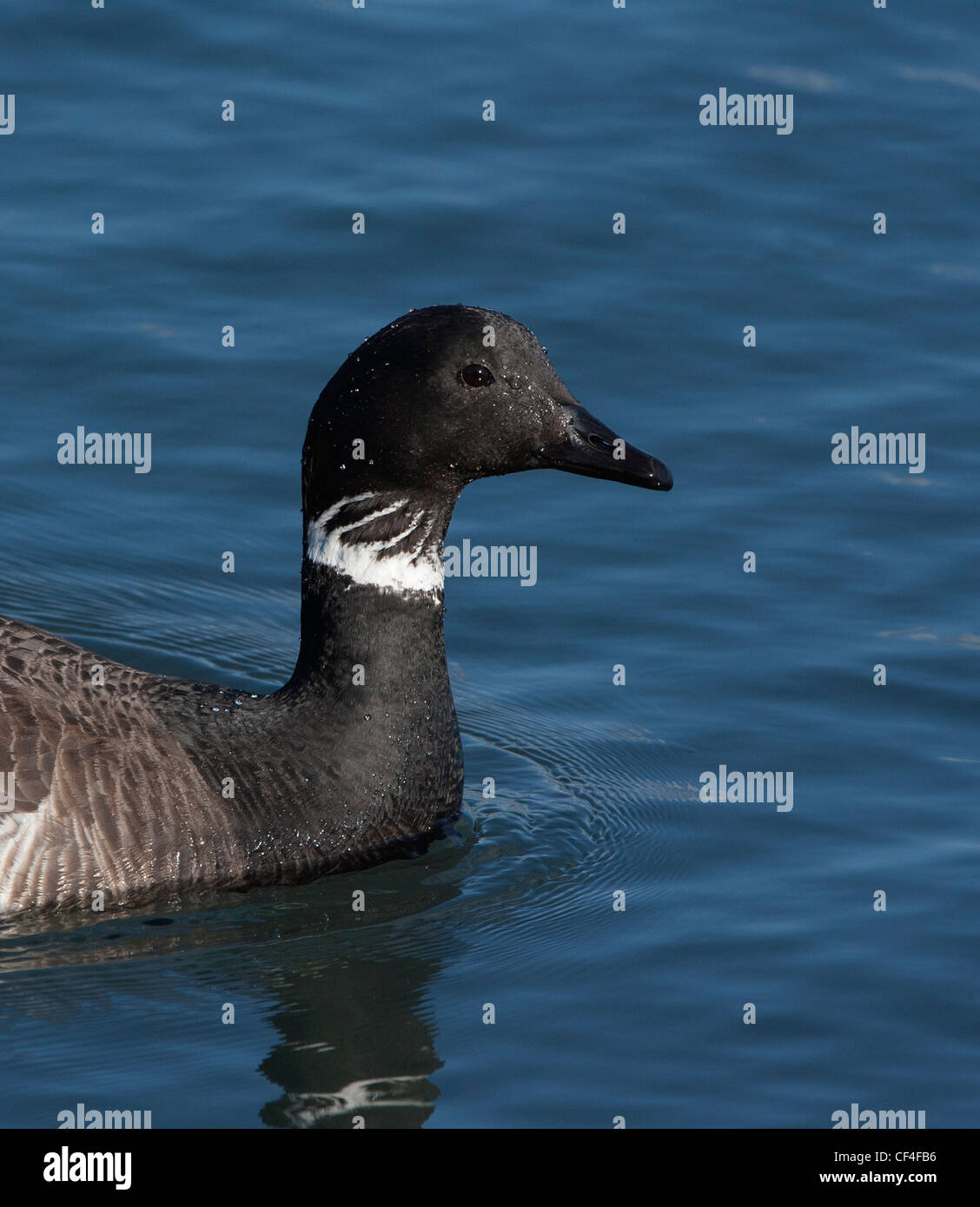 Brant goose hi-res stock photography and images - Alamy