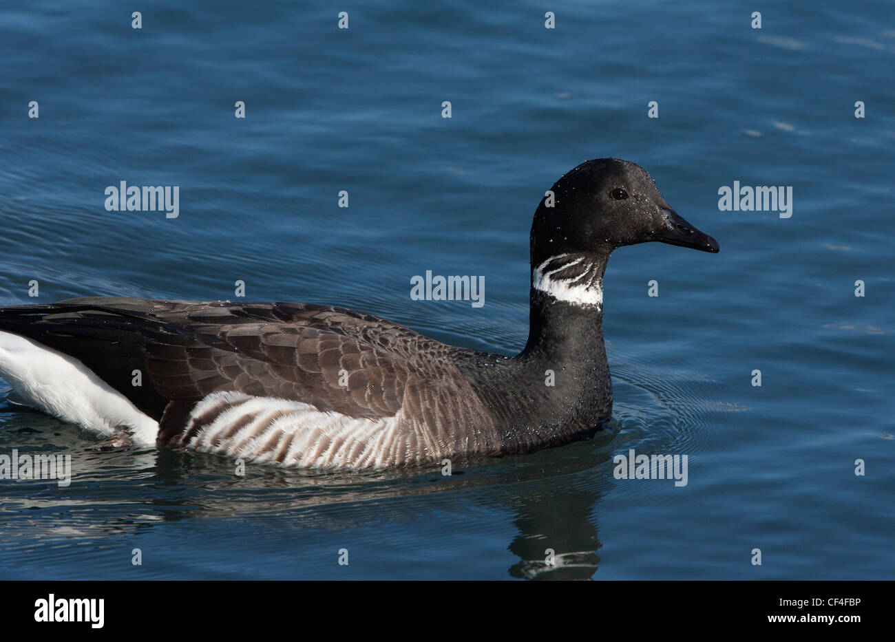 Brant goose hi-res stock photography and images - Alamy