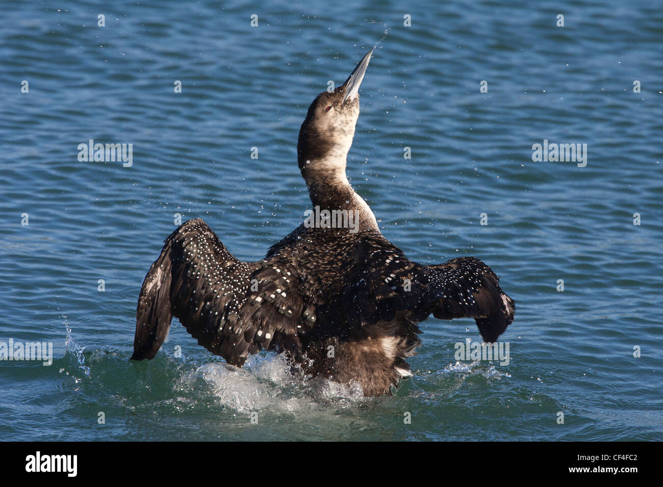 Common Loon Flapping Stock Photo - Alamy