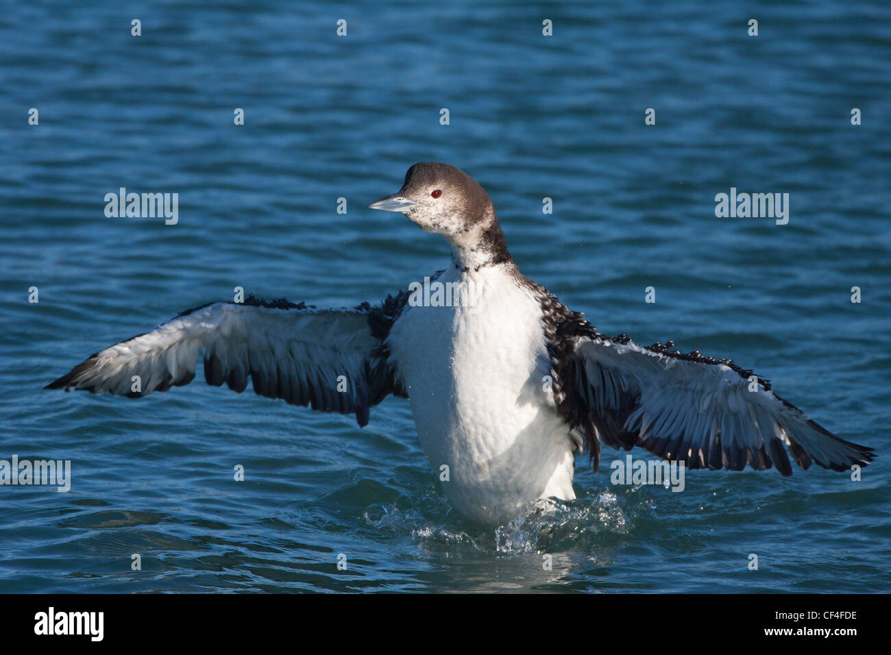 Flapping diver hi-res stock photography and images - Alamy