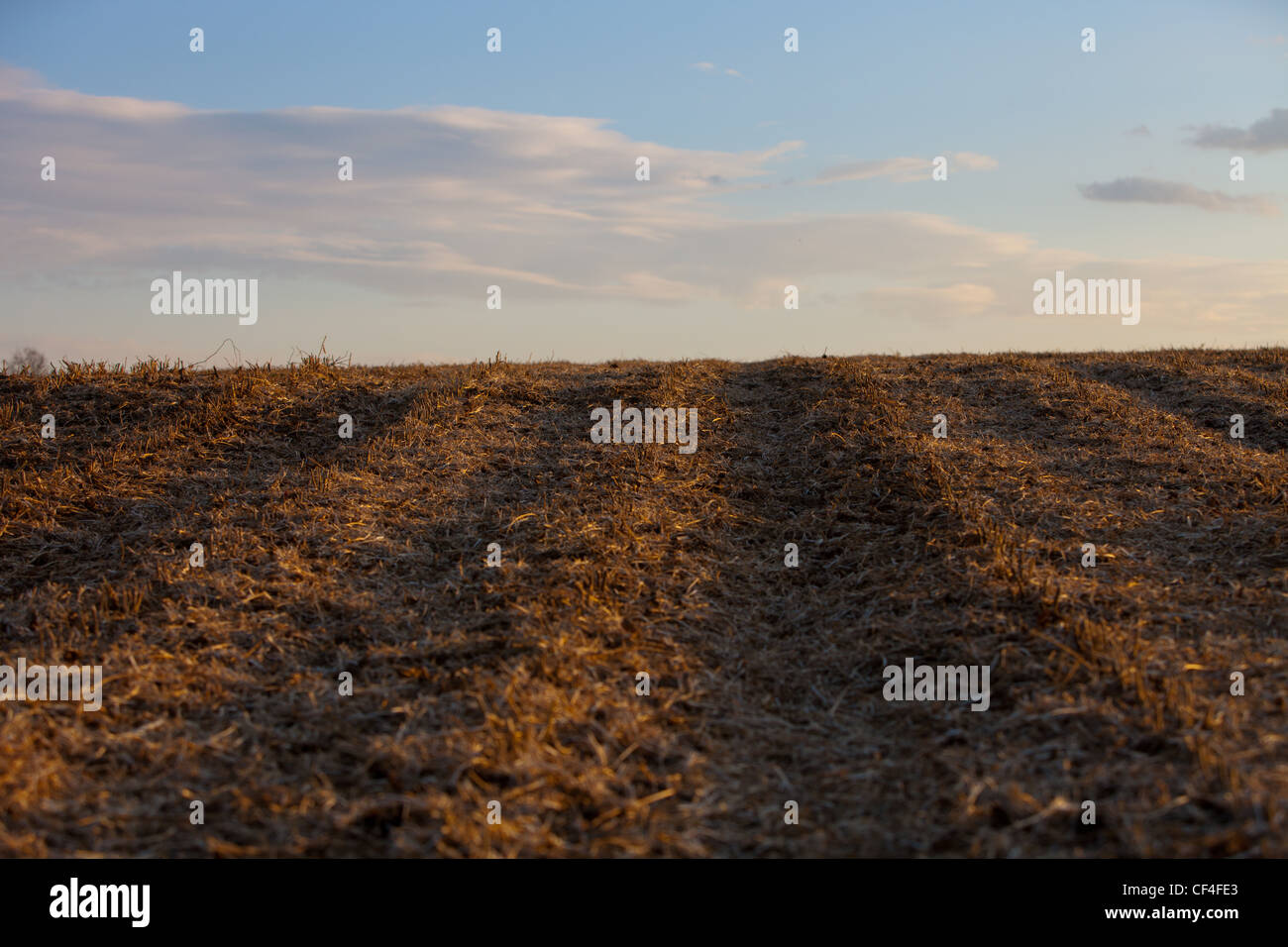 A harvested corn field in rural Illinois Stock Photo - Alamy