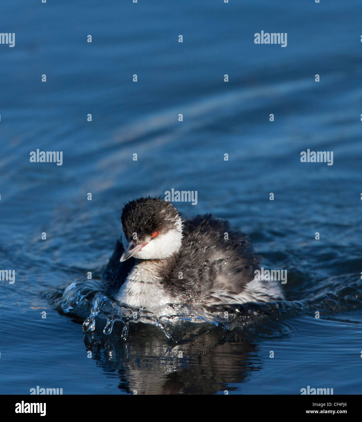 Slavonian grebe hi-res stock photography and images - Alamy