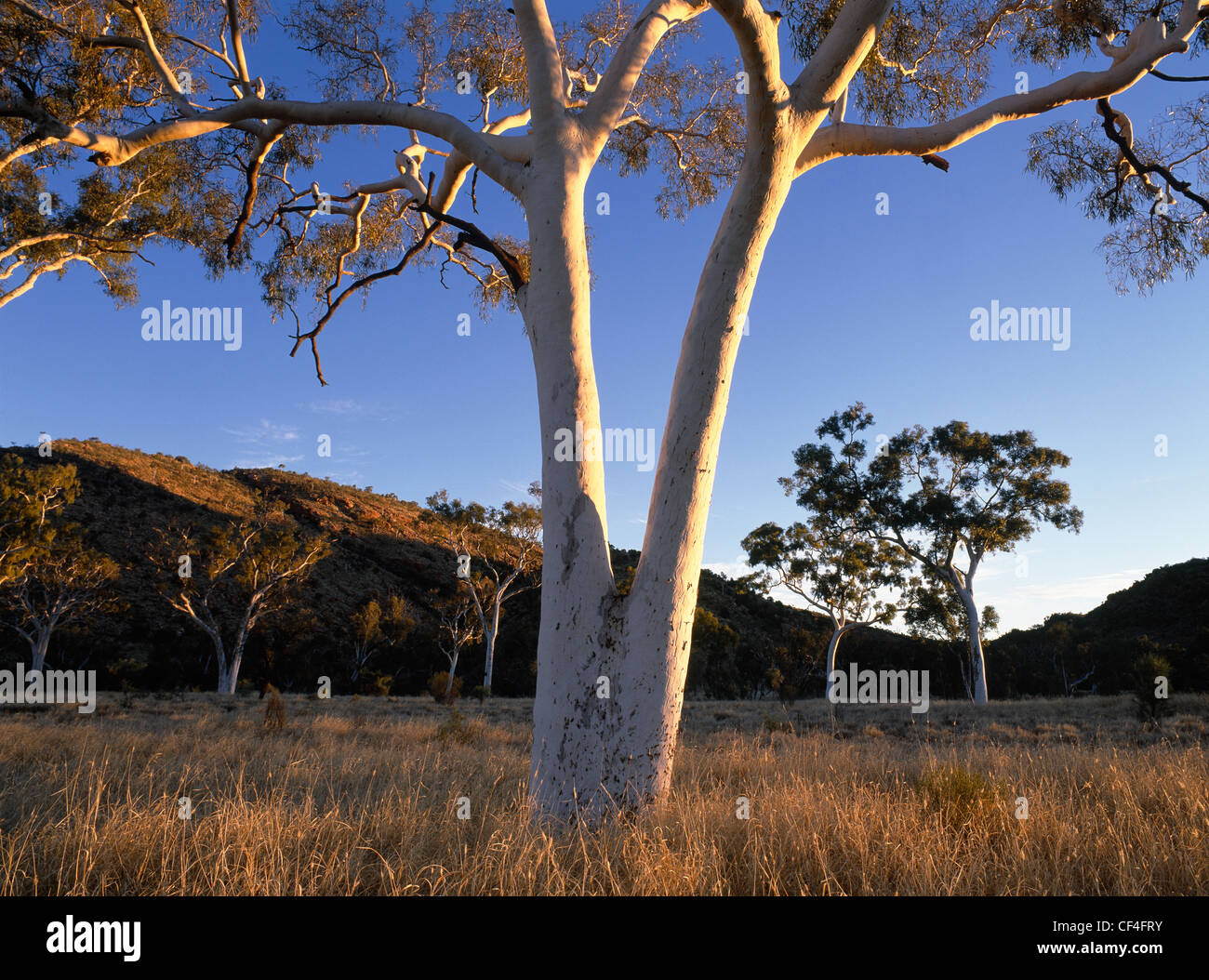 Ghost gums at sunset in West MacDonnell National Park, Northern ...