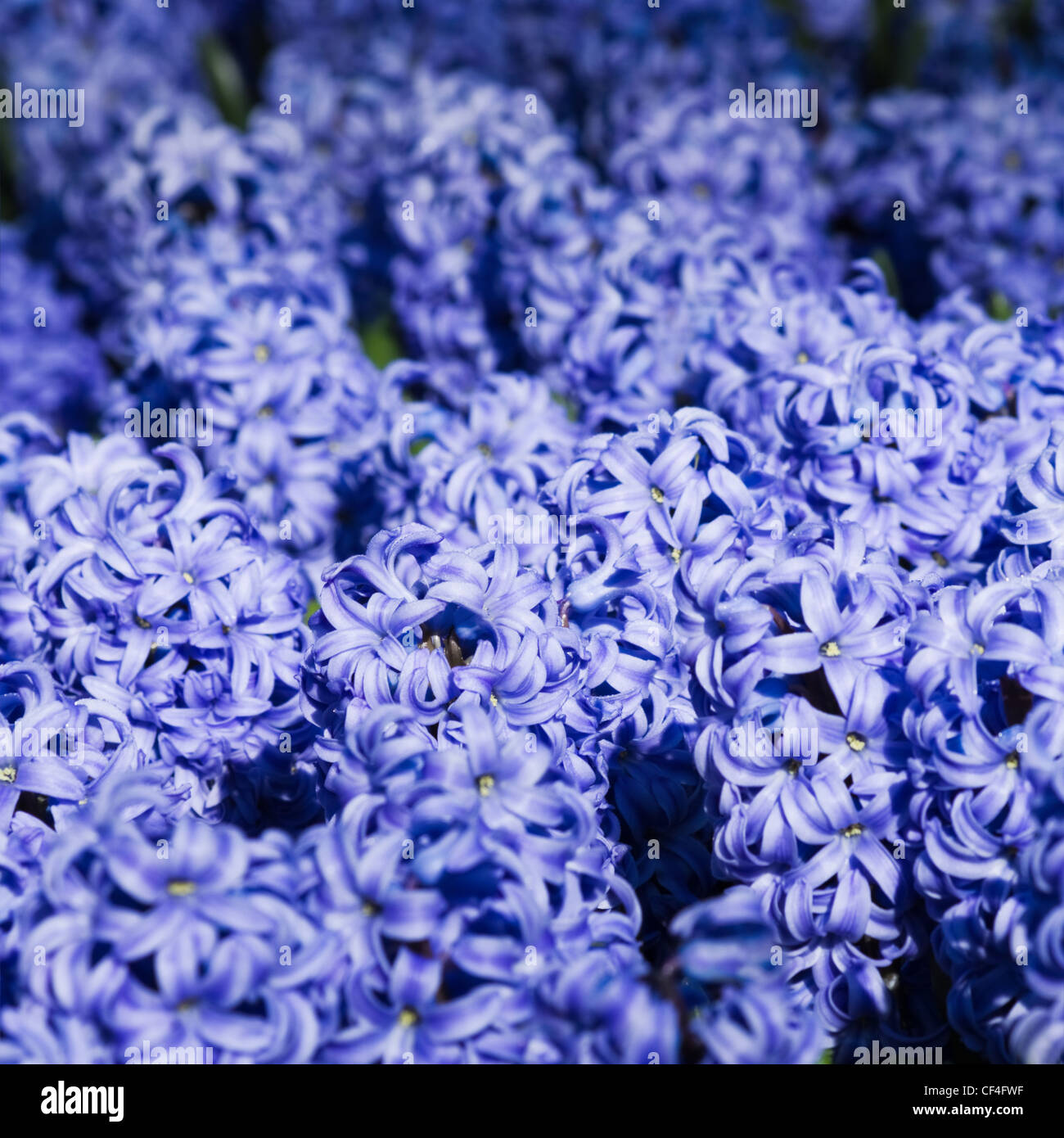 Blue hyacinths in spring with shallow dept of field background - square ...