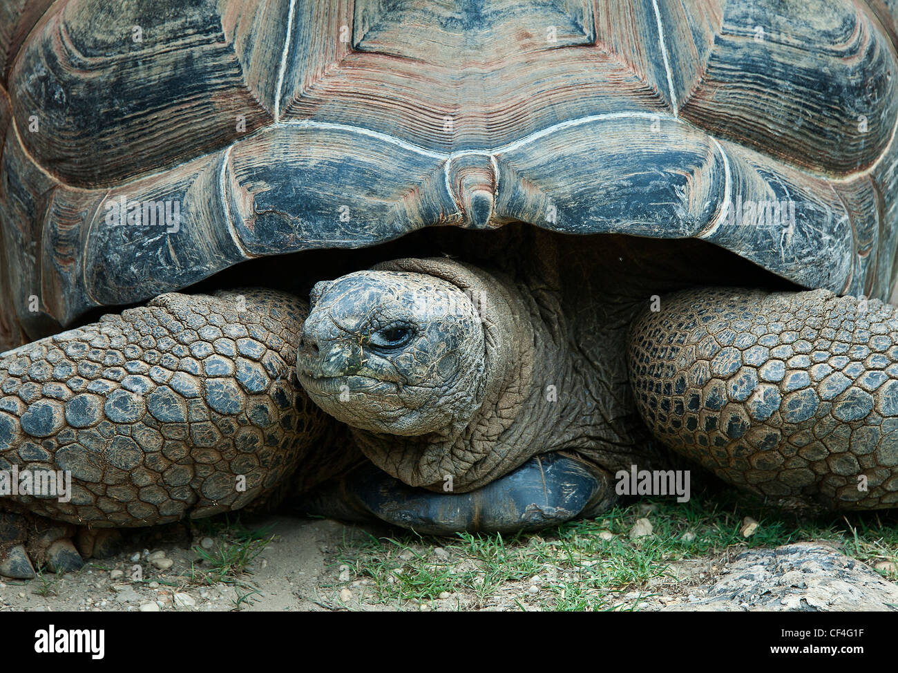 Huge tortoise hi-res stock photography and images - Alamy