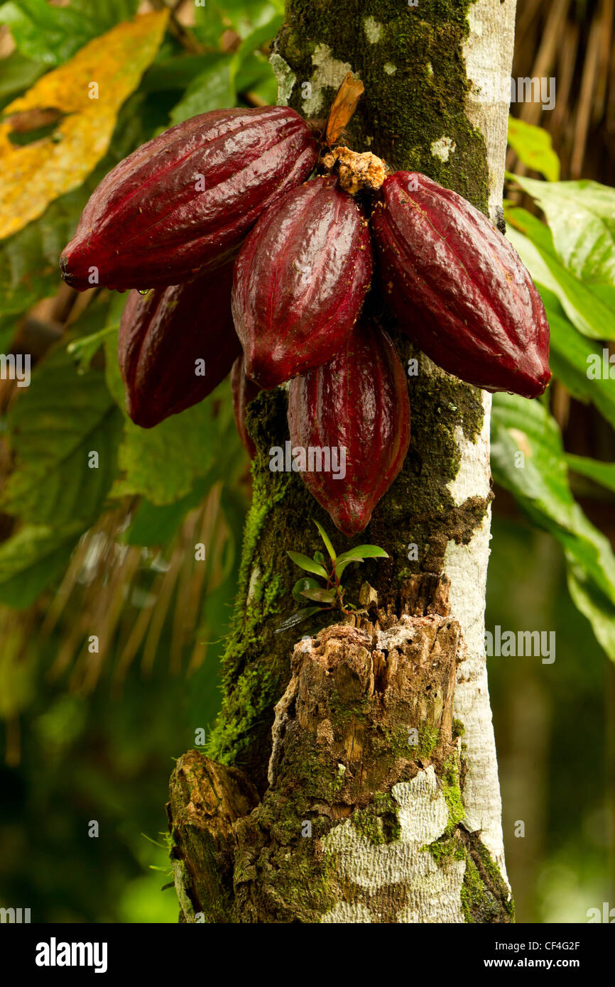 Cocoa Fruit In The Tree Red Variety Is Considered To Be The Best Shot ...