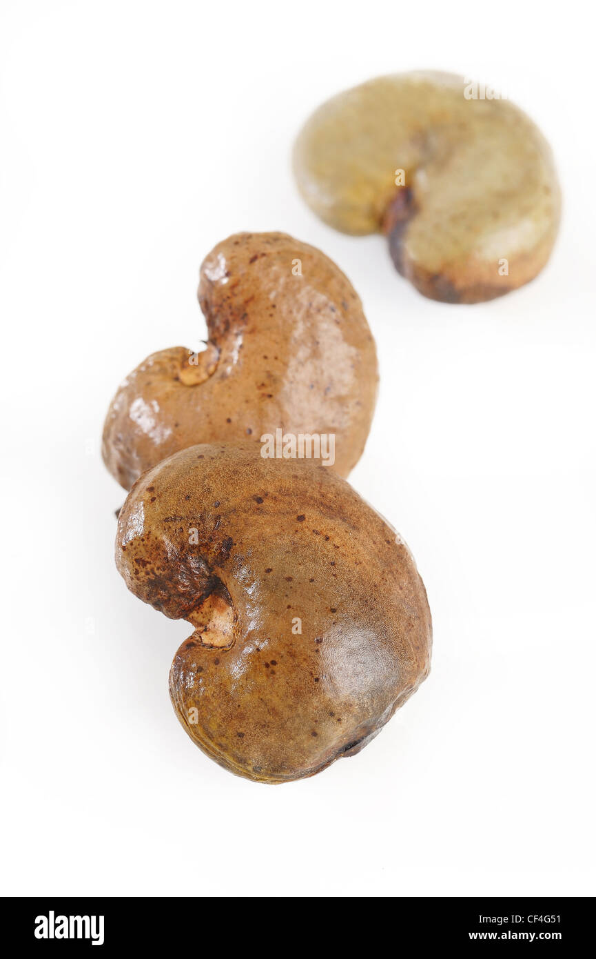 Cashew nut shell hi-res stock photography and images - Alamy